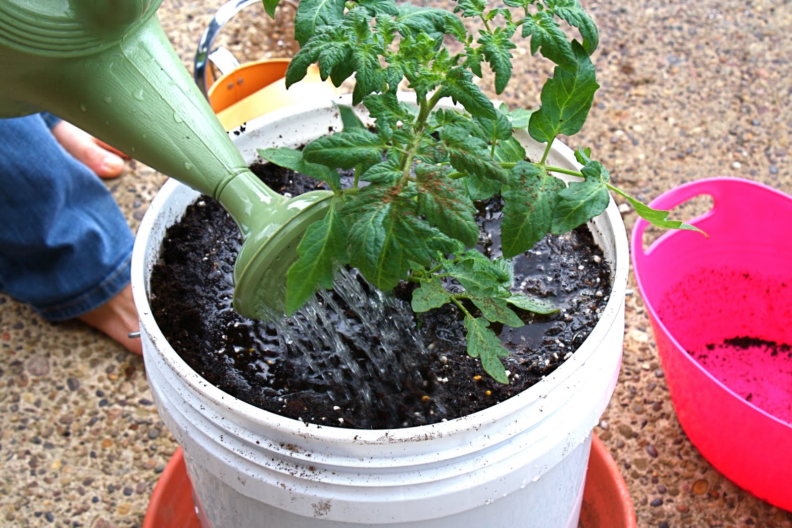 PittsburghGardener: Self-watering veggie pot experiment