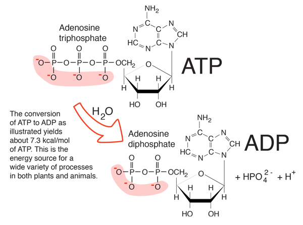 Adenosin Trifosfat Adalah - Kamus Biologi Online - Biologi Edukasi ...