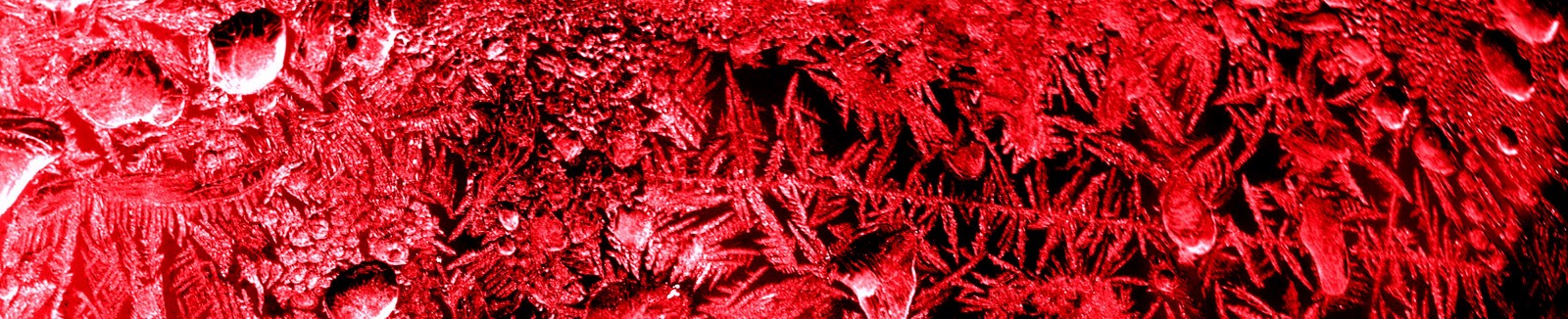 Mark's Veg Plot: Frost patterns - Nature's own artform