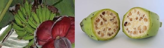 Manfaat dan Khasiat Pisang Batu