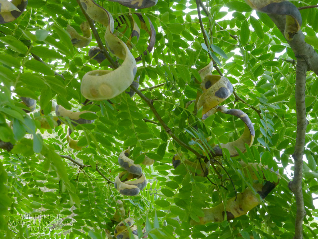 サイカチ Japanese Honey Locust-水元公園の生き物