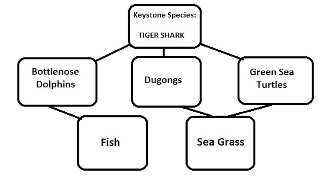 Shark Finning and its Impacts on Shark Populations and Survival: Sharks ...
