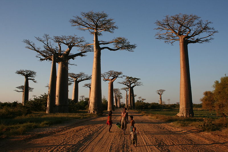8 Extremely Strange Looking Trees | The Life in The World