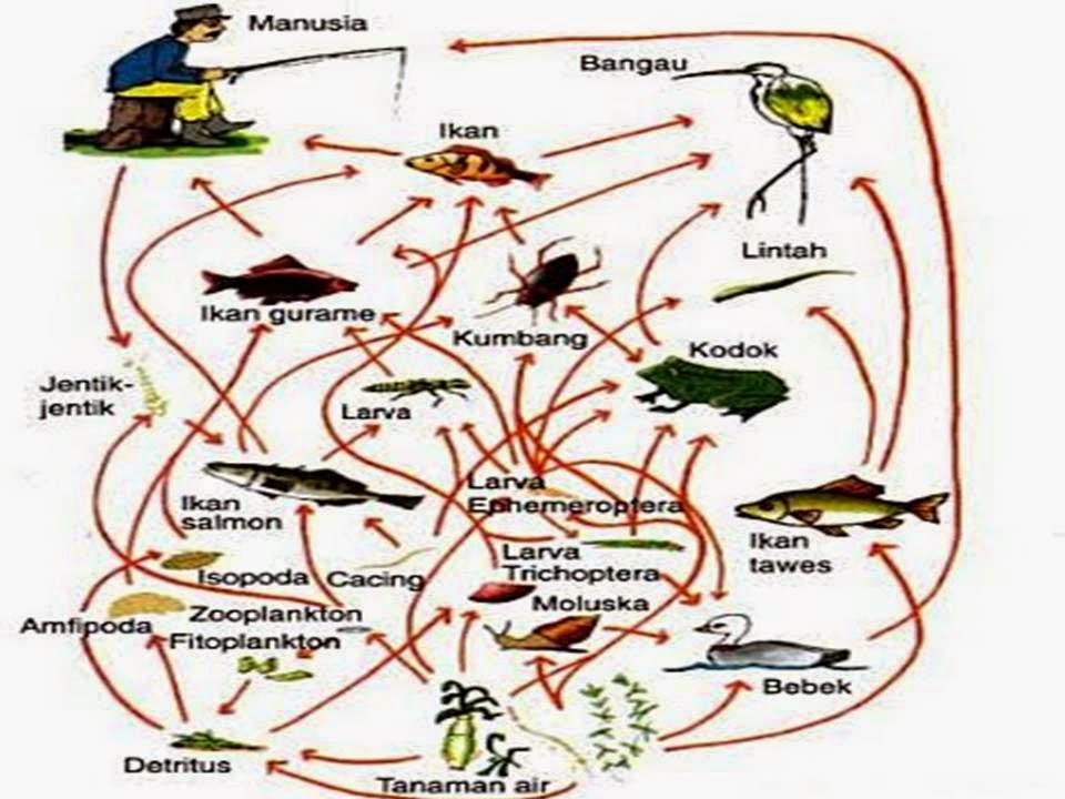 EKOSISTEM RAWA AIR TAWAR: ekosistem rawa air tawar