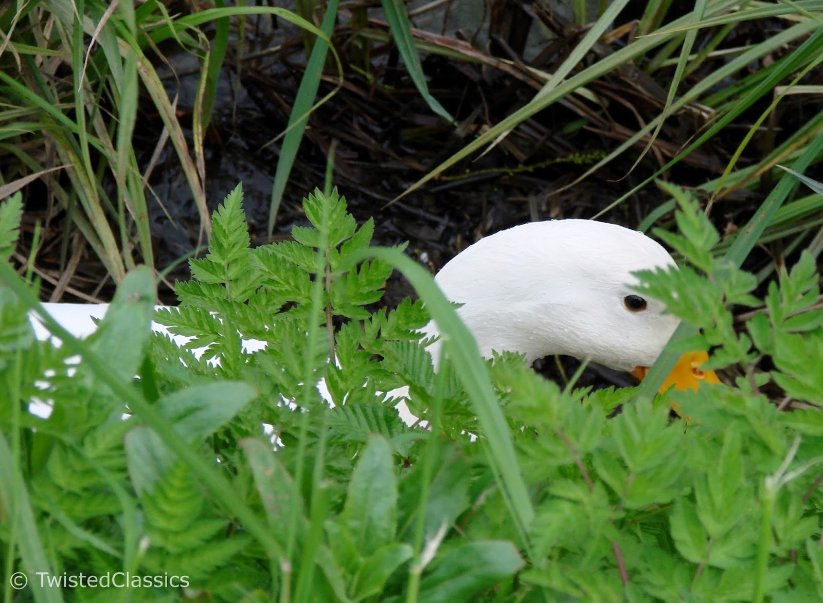 Birds and wildlife: 2 beautiful quacking white ducks