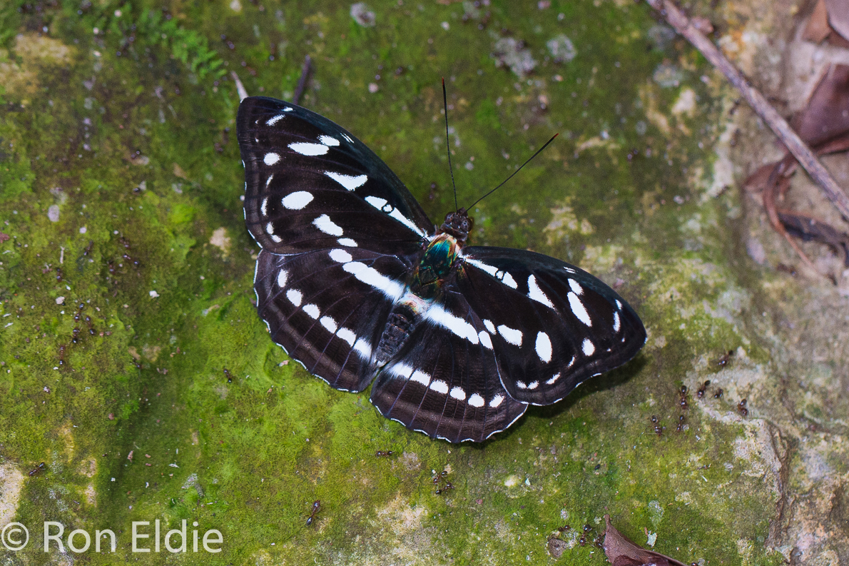 Butterflies Of Borneo: Great Sergeant (Athyma larymna elisa)