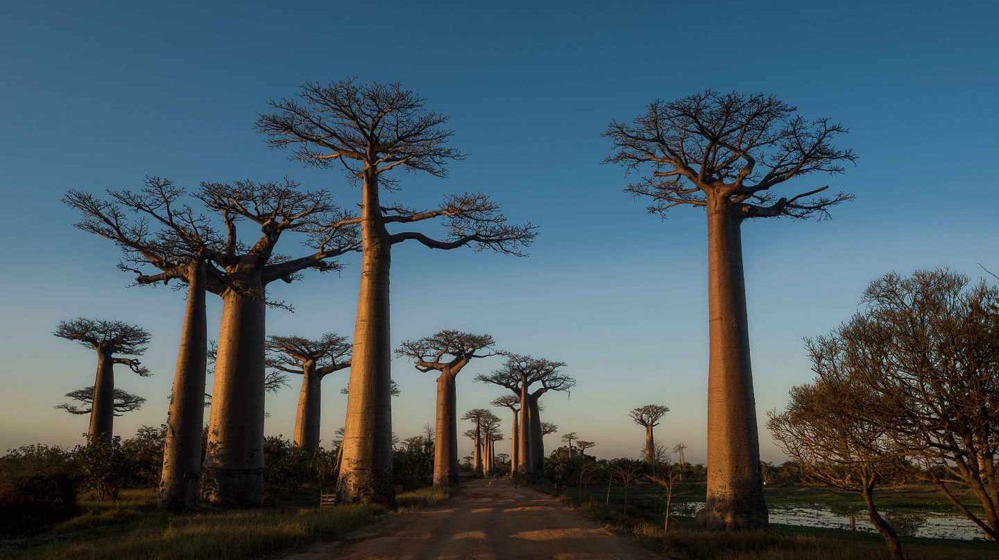 ISLA DE MADAGASCAR : ISLA DE MADAGASCAR