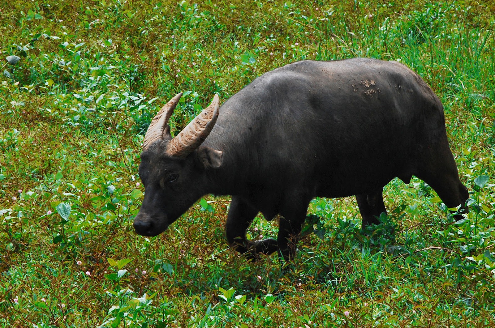 curlydianne: DENR, FEU and WWF Launch Tamaraw Month with Campaign to ...
