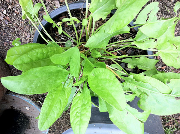 A azeda ou azedinha cresce melhor em clima ameno