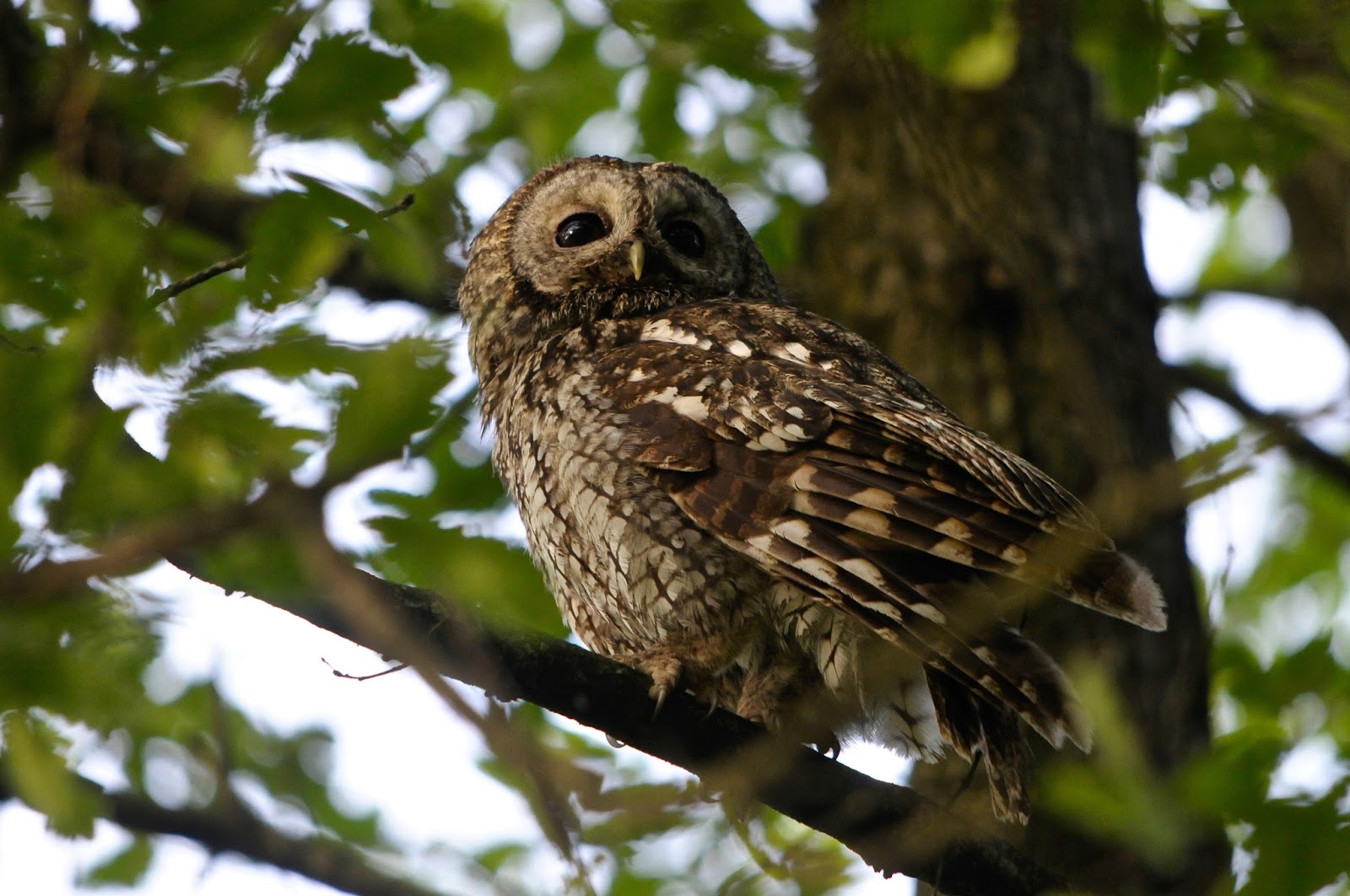 EL NIDO DEL XUAN: CÁRABO COMÚN. (Strix aluco)