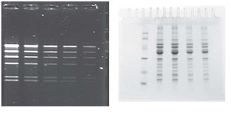 My Scientific Blog - Research and Articles: GEL-DOC SYSTEM