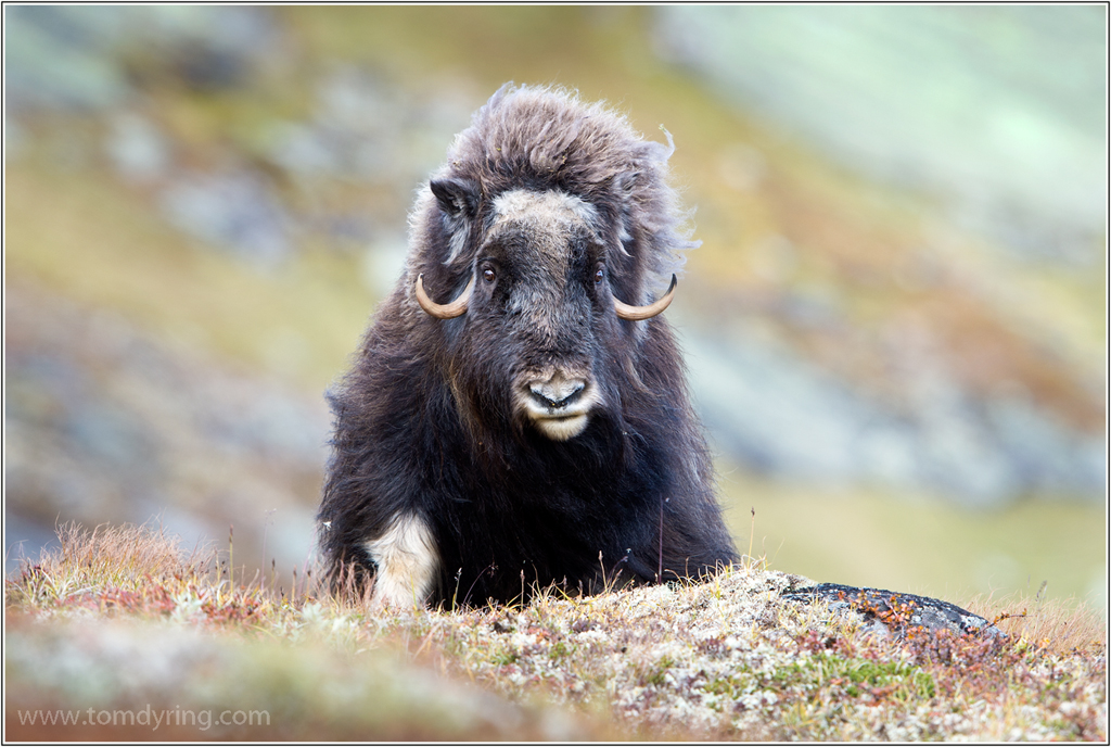 TOM DYRING WILDPHOTO / NN: MOSKUS / MUSK OXEN IN DOVRE MOUNTAIN PLATEAU