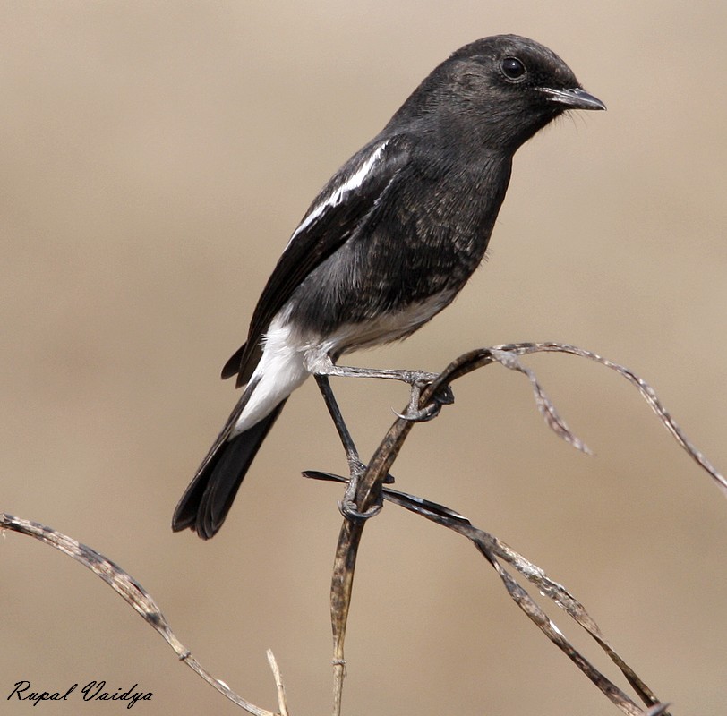 Burung Decu - Pied Bush Chat (Saxicola caprata) - Ryan Maigan Birds