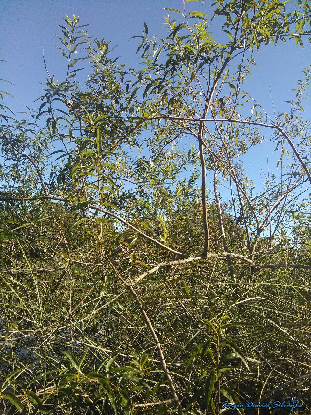 Flora Nativa de Entre Rios