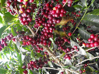 Hablemos del Café: Café Robusta