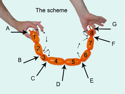 Balloon animals twisting instructions: How to make balloon arms and ...