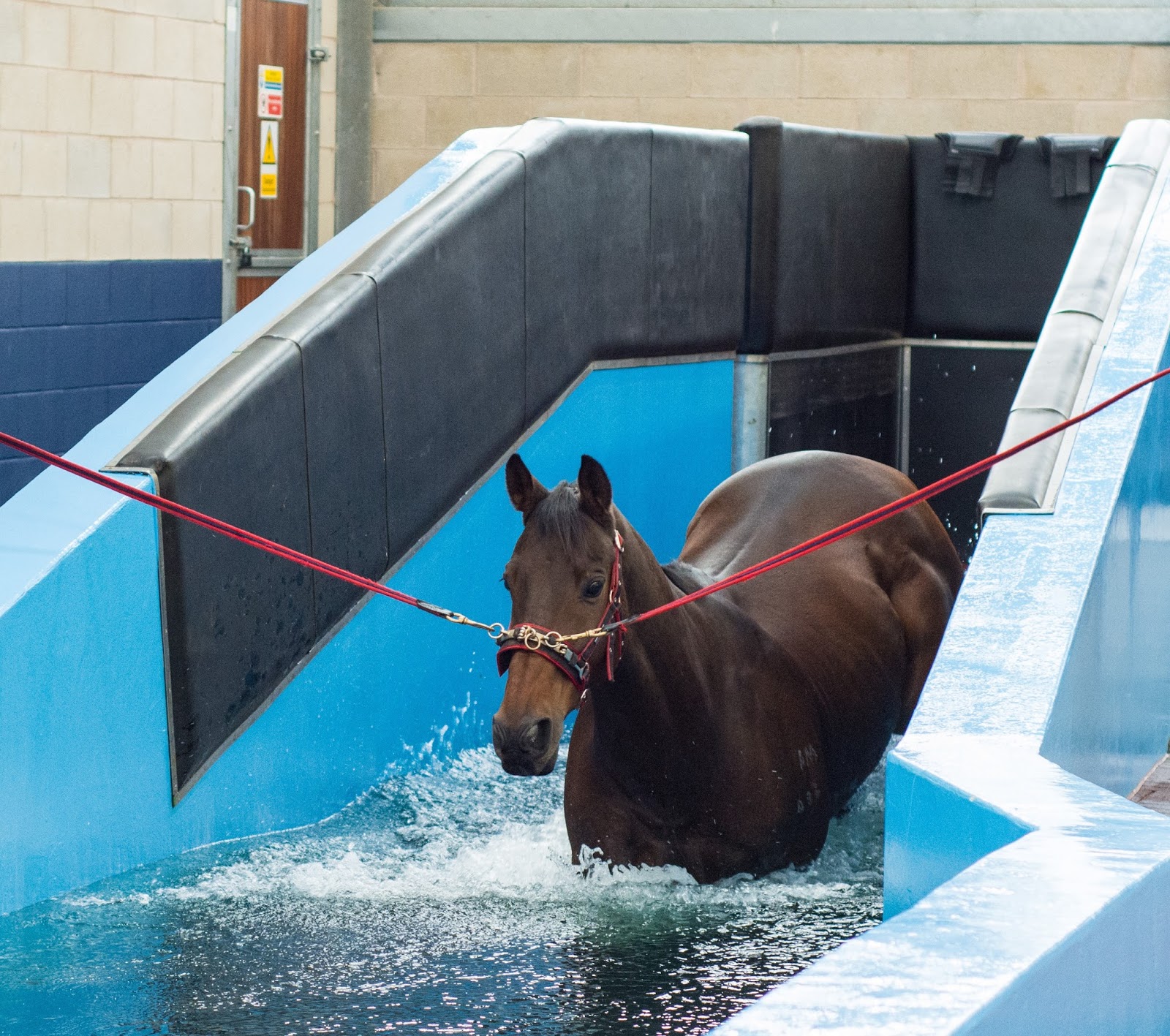 Moulton College Equine Hydrotherapy: Swimming at Moulton College Equine Therapy Centre