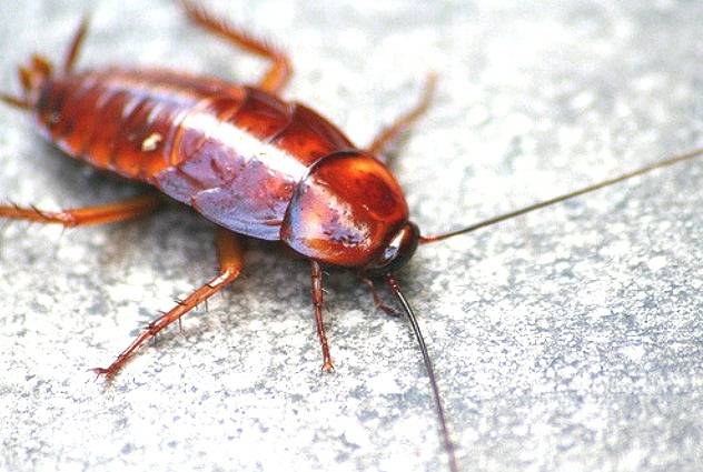 Cara Mudah Mengusir Kecoa