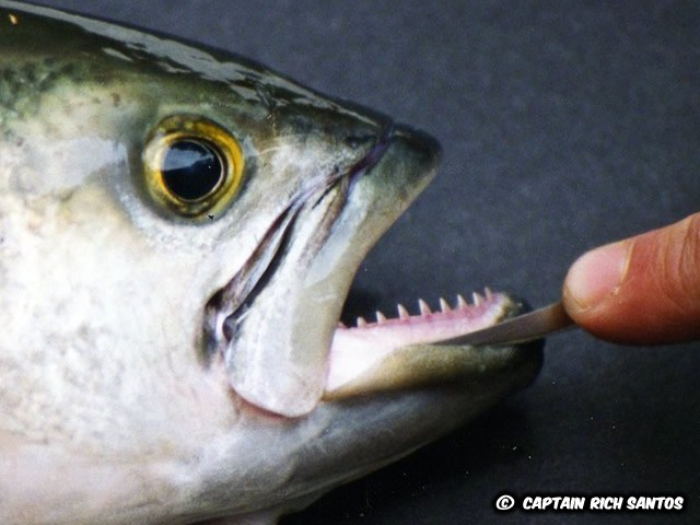 Something Fishy Going On: Most Wanted : Madeira.