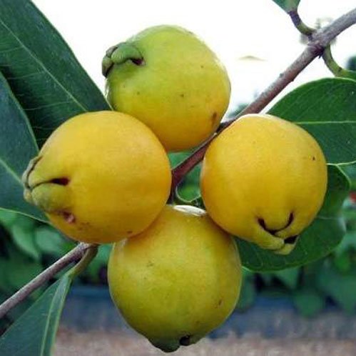 Jardim Tupiniquim: Araçá-comum/Araçá-amarelo/Araçá-vermelho (Psidium ...