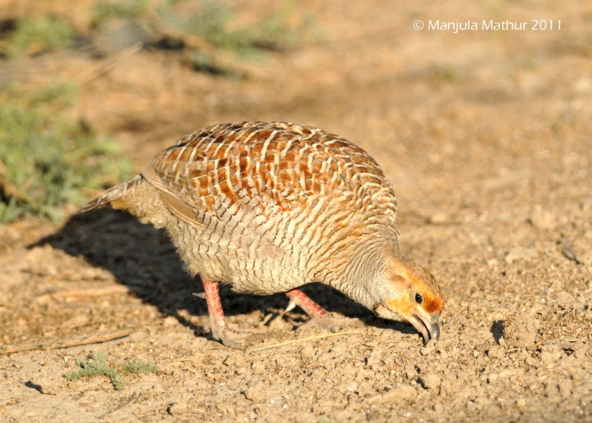 Indian Birds Photography: (delhibirdpix) Grey Partridge