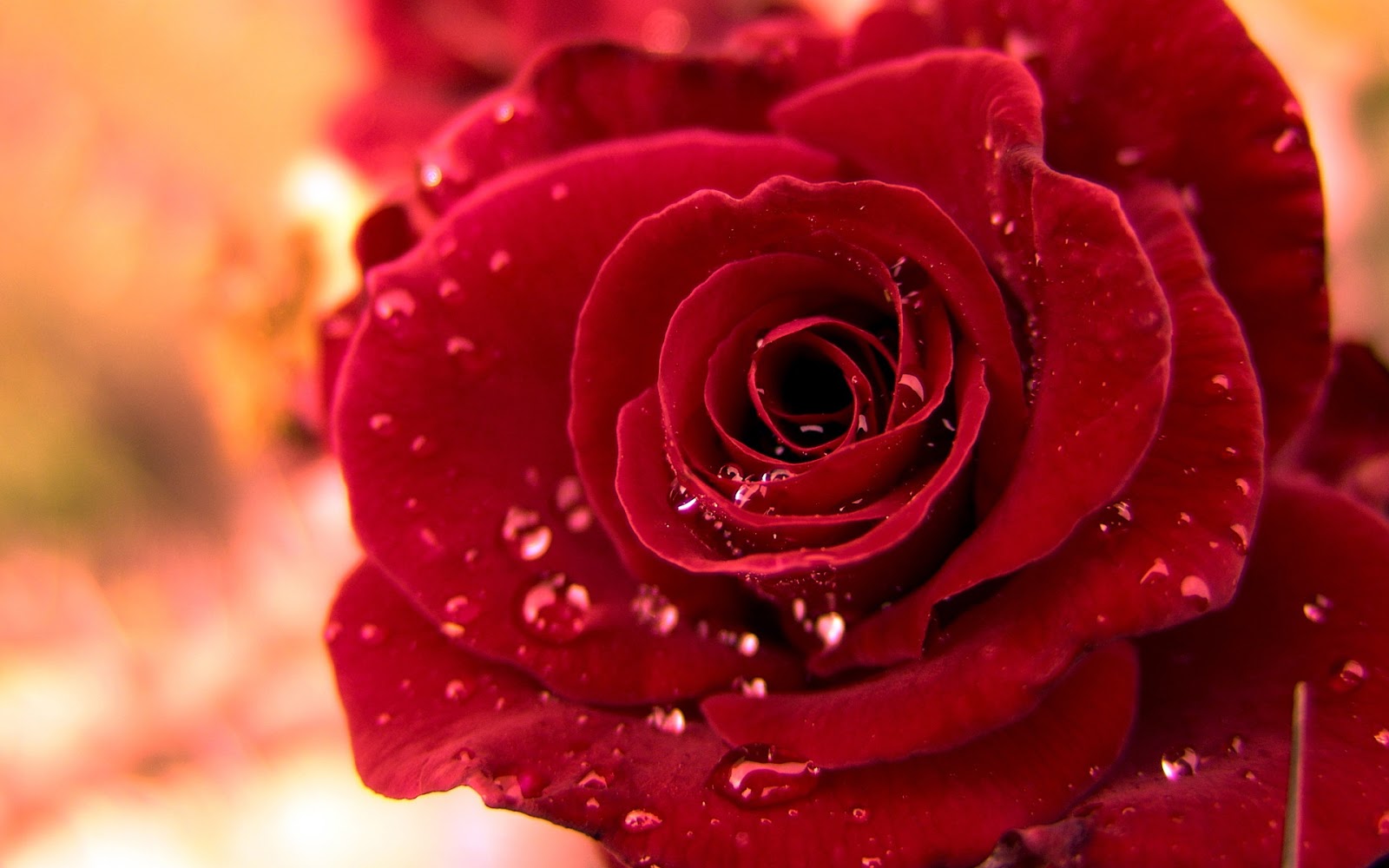 Rosas rojas wallpapers