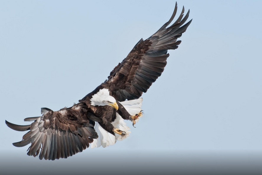White Wolf : The Great Spirit Eagle: Award-Winning Images by a Canadian ...