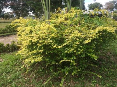 Ligustrum undulatum ‘Lemon Lime and Clippers’ | Pustaka Flora ...