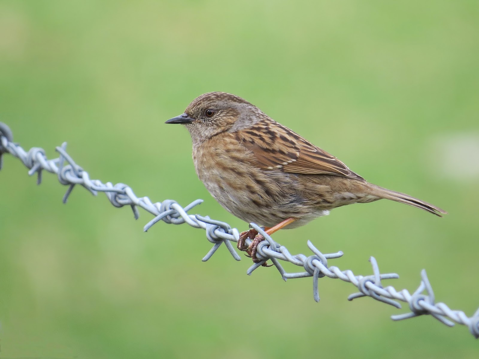 Aberbrothock: Birds from Angus Glens, Ring Ouzel, Grouse and more...