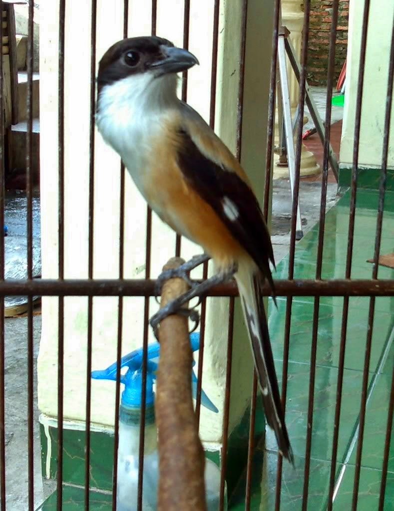 Perawatan Cendet yang Mabung | BreKicau - Ocehan Burung