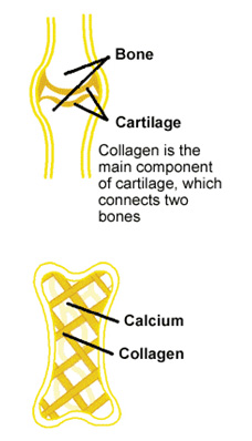 codelink: Collagen