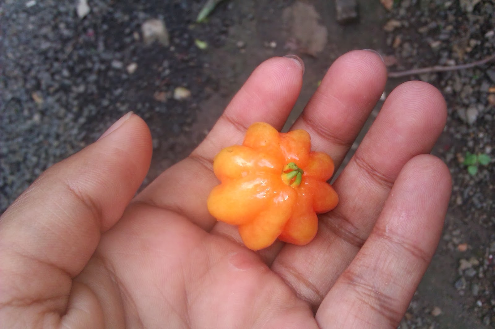 Learn Gardening: Pitanga - Rousaille