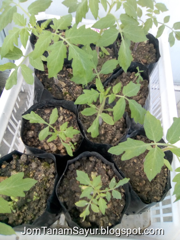 Jom Tanam Sayur ( JTS ) : Semaian Cili Dan Tomato Sudah TumbuhJom Tanam ...
