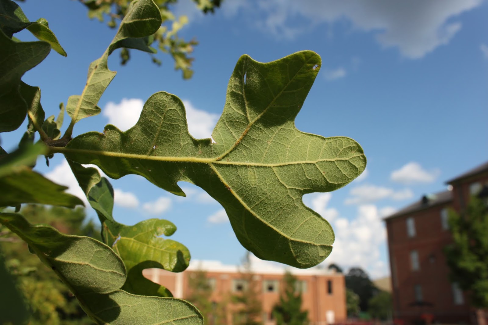 Centenary College Arboretum: Tree of the Week: Post Oak (Quercus stellata)