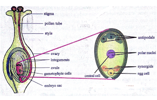 webstudycircle: Botany