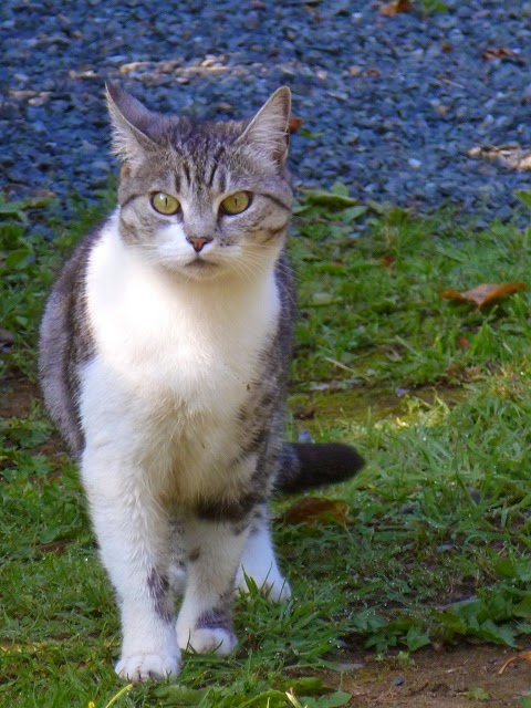 lettre de Zébulon le chat à Bruno M.: chat des villes, chat des champs