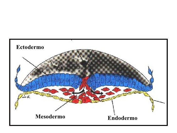 EMBRIOLOGIA: CAPITULO V