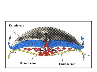 EMBRIOLOGIA: CAPITULO V