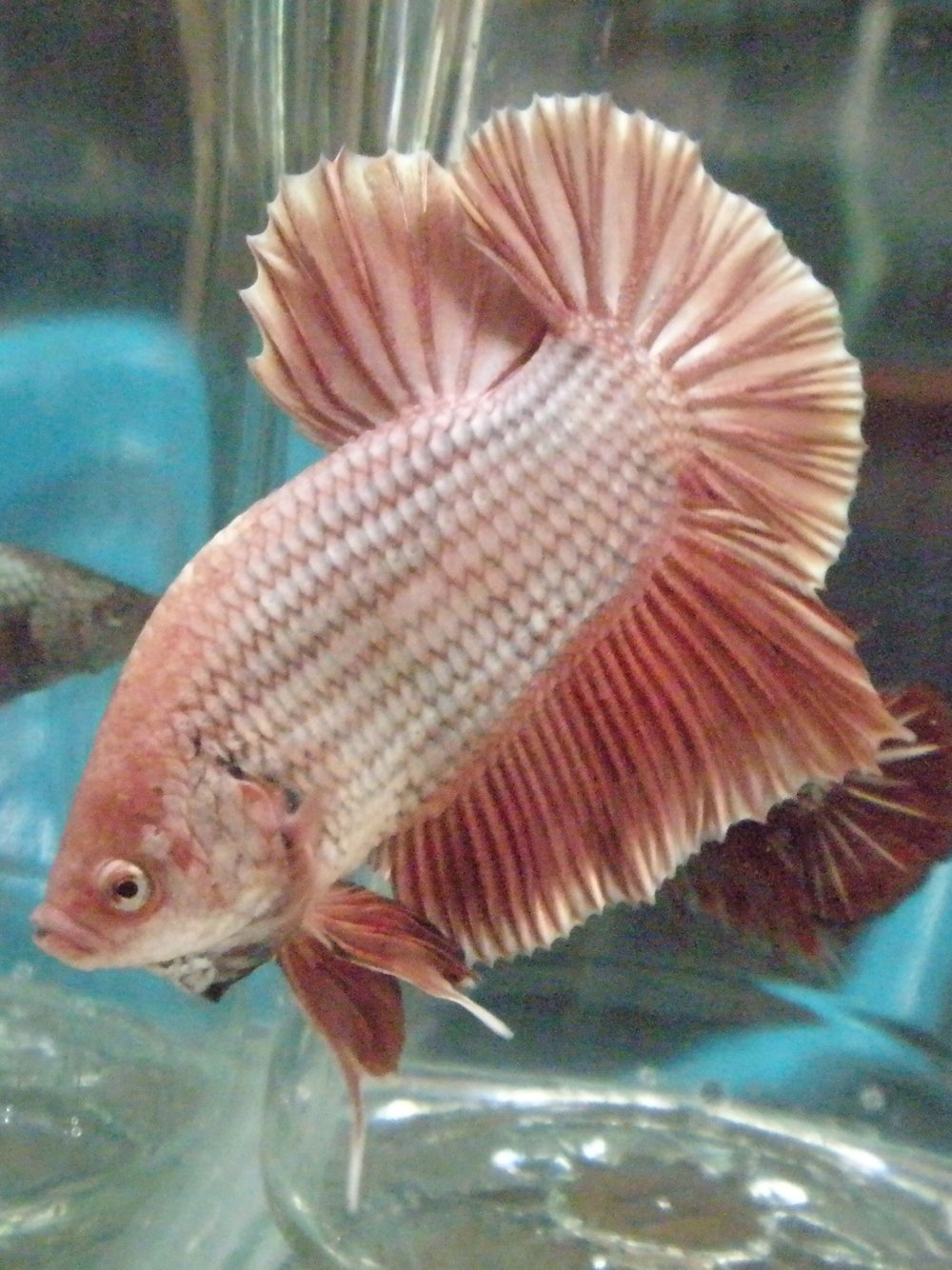 AquariofiliaBR: Gita Betta Farm - Indonésia