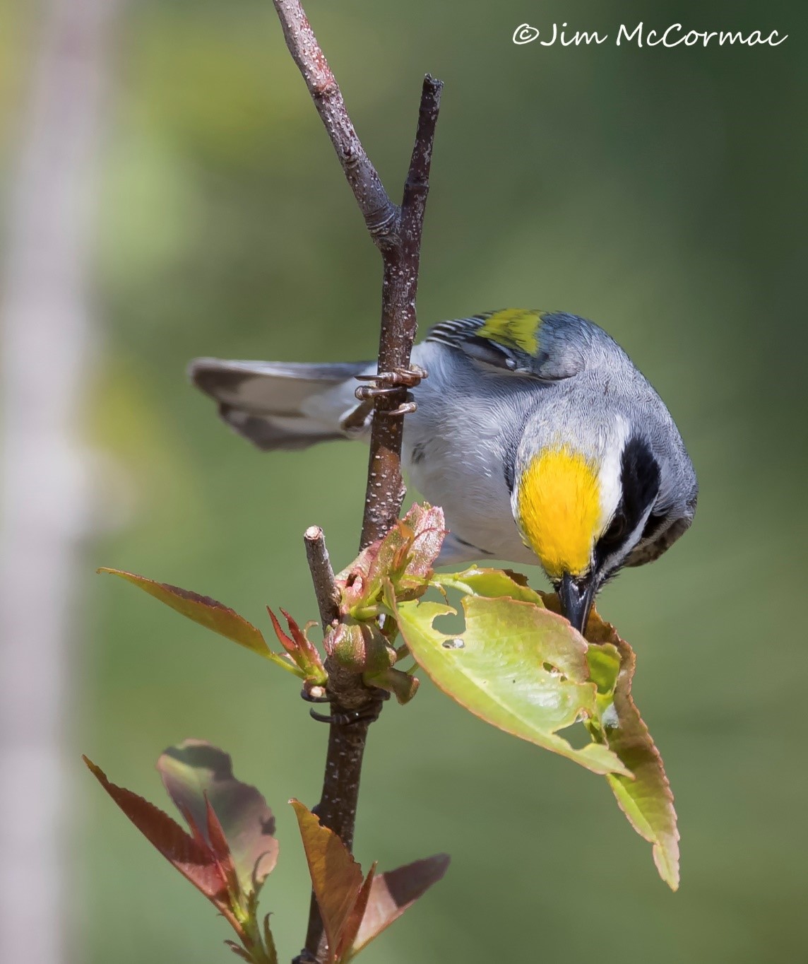 Golden Winged Warbler