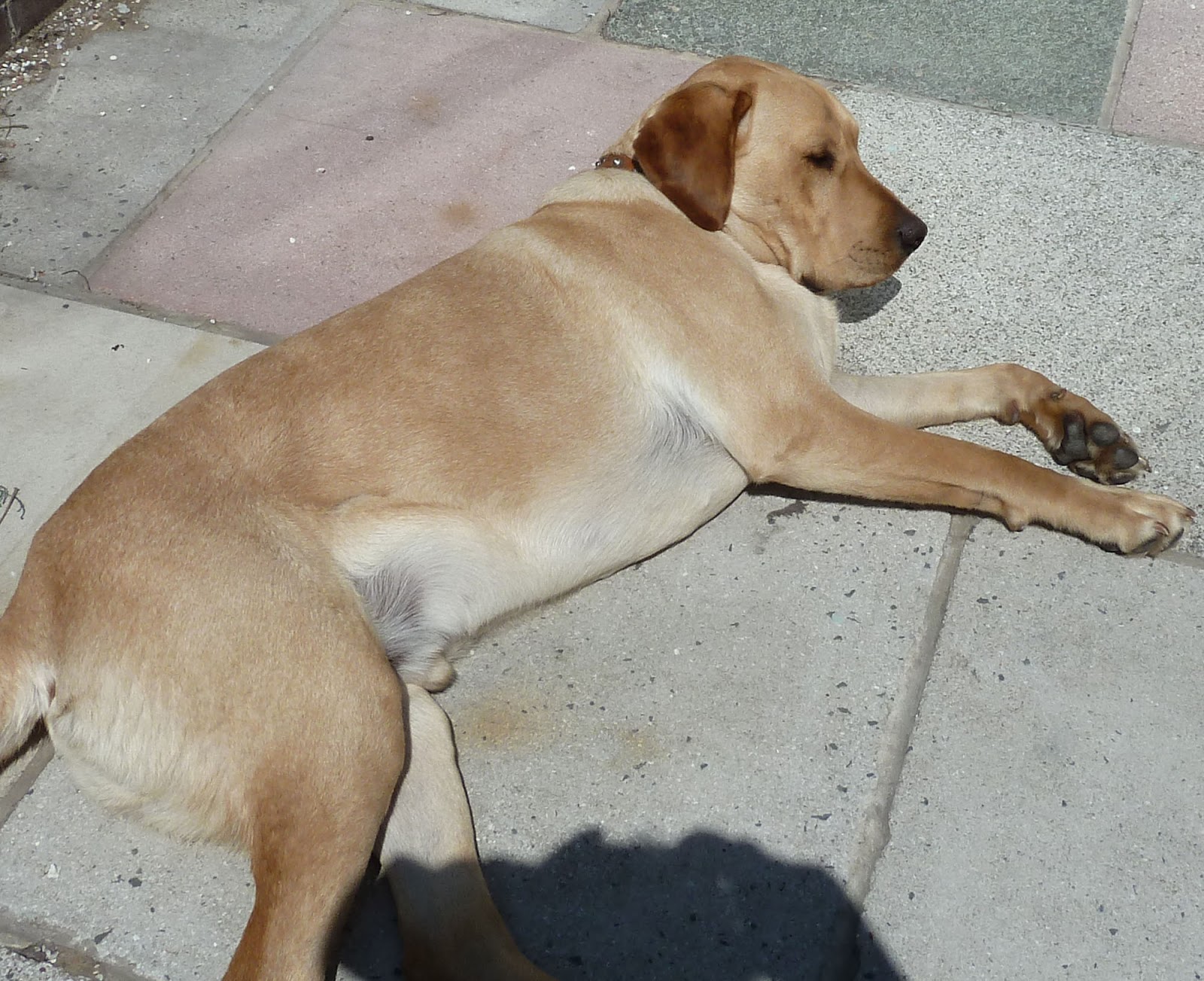 Custer's First Stand: Another Day in the life of 'yellow dog'