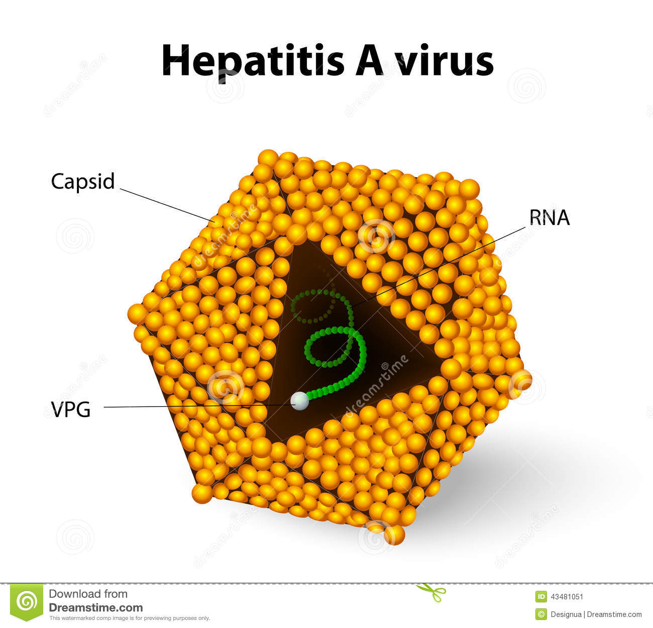 Pengertian Hepatitis, Gejala, Macam-macam Hepatitis dan Cara ...