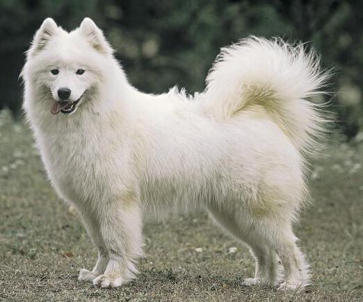 Razas de perros: Samoyedo