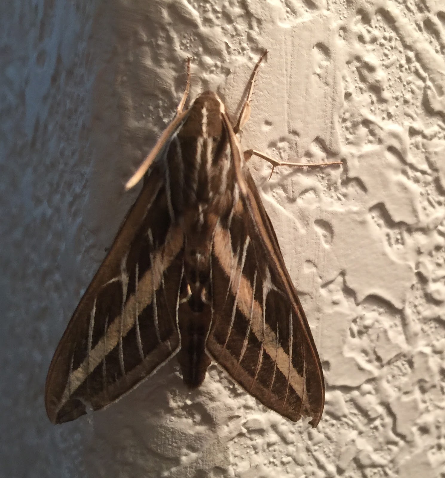 The Memory Thread: Releasing the Vine Sphinx Moth