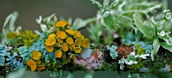 Taxonomic Collections: Lichen identification