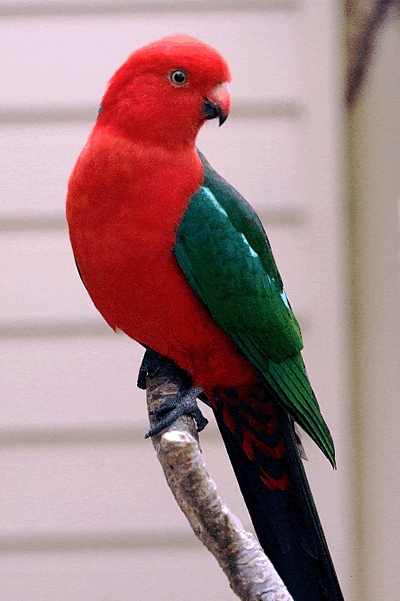 Australian King Parrot | The Life of Animals