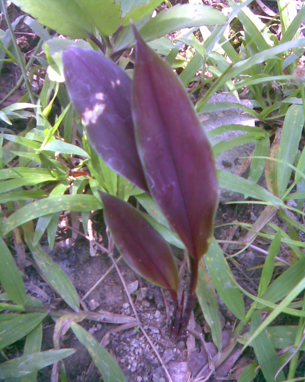 WARISAN ETNOBOTANI: Cekur