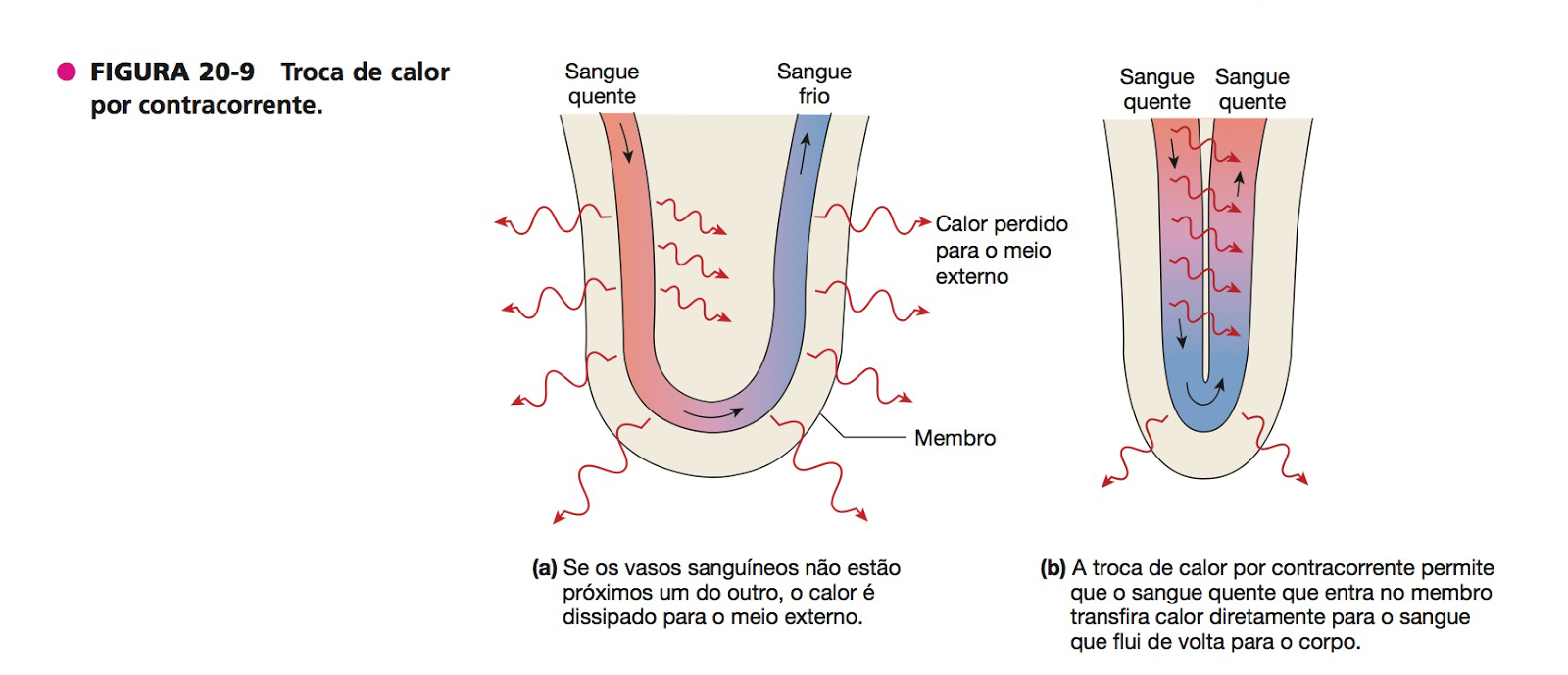 Troca de calor por contracorrente