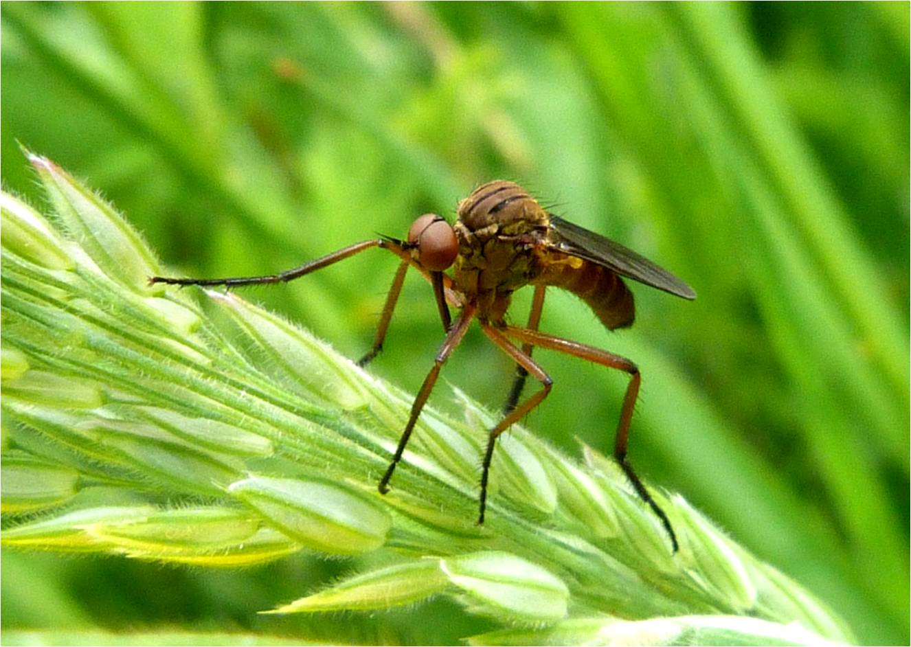 Insects of Scotland: Dance/Dagger Flies