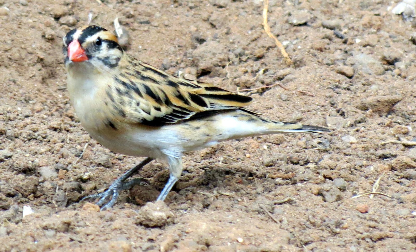 Ons geveerde vriende : Voëls in ons tuin